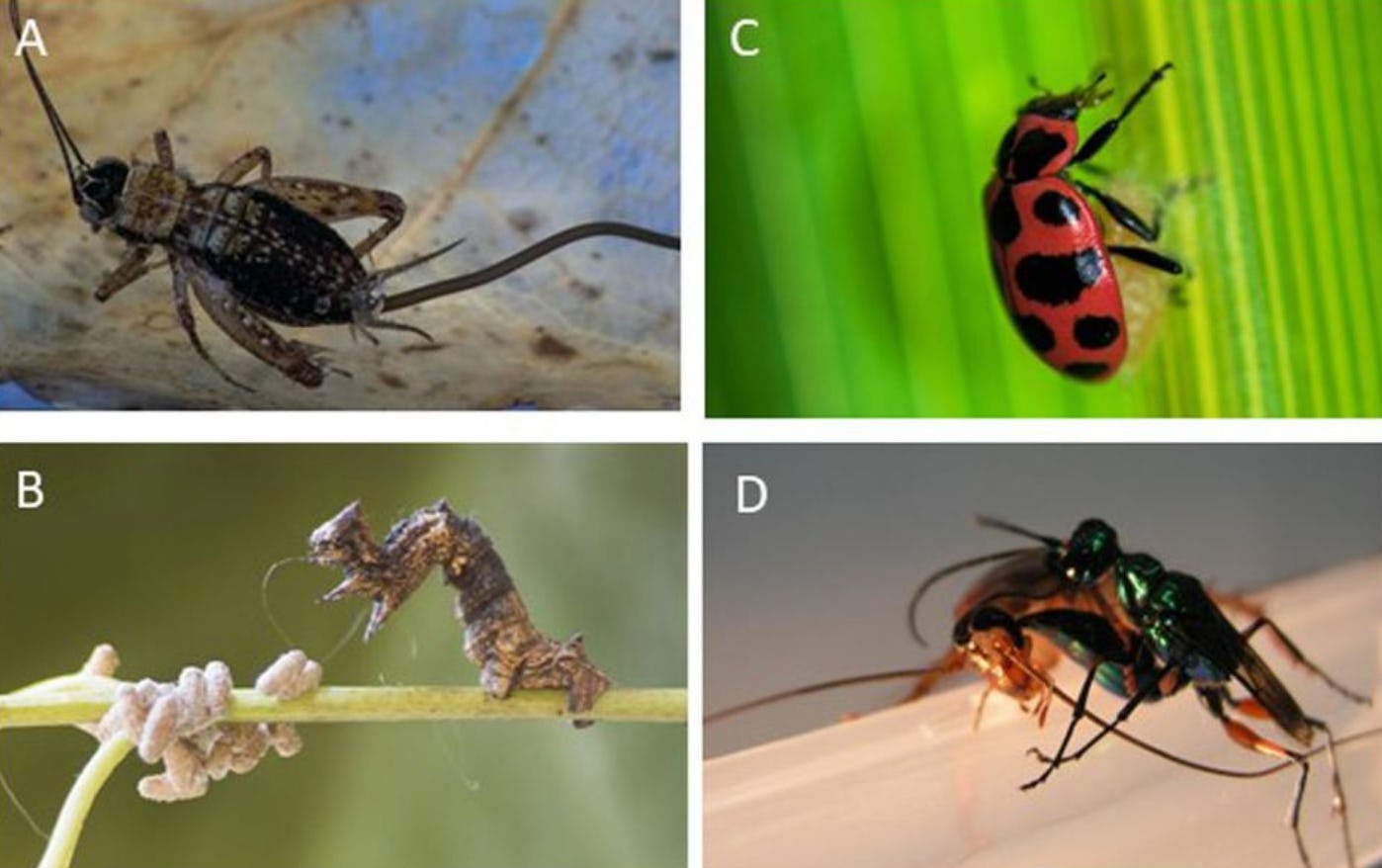 Imperius Curse: Real-Life Parasites That Exert Mind Control