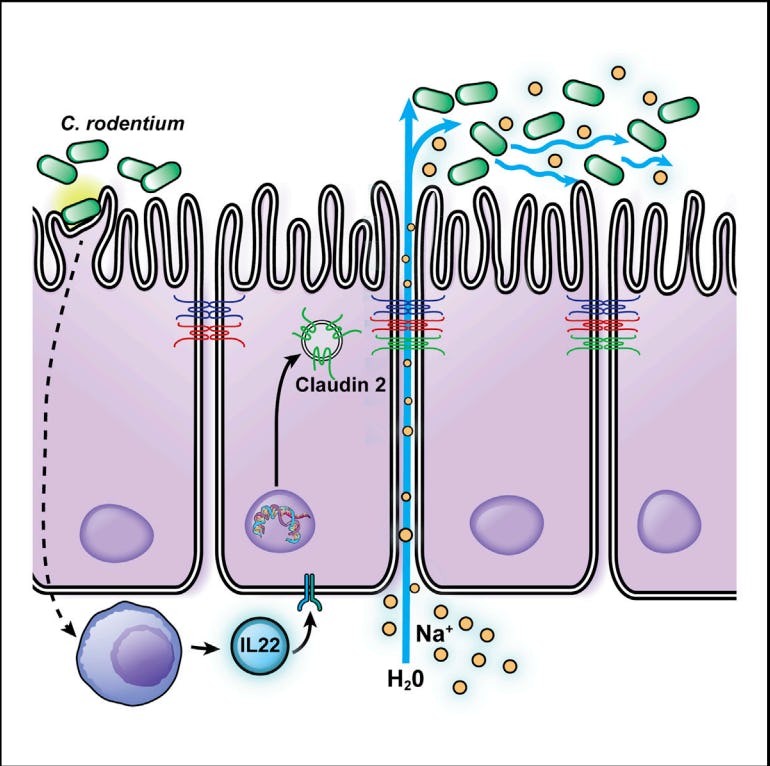 How Diarrhea Works as an Immune System Savior