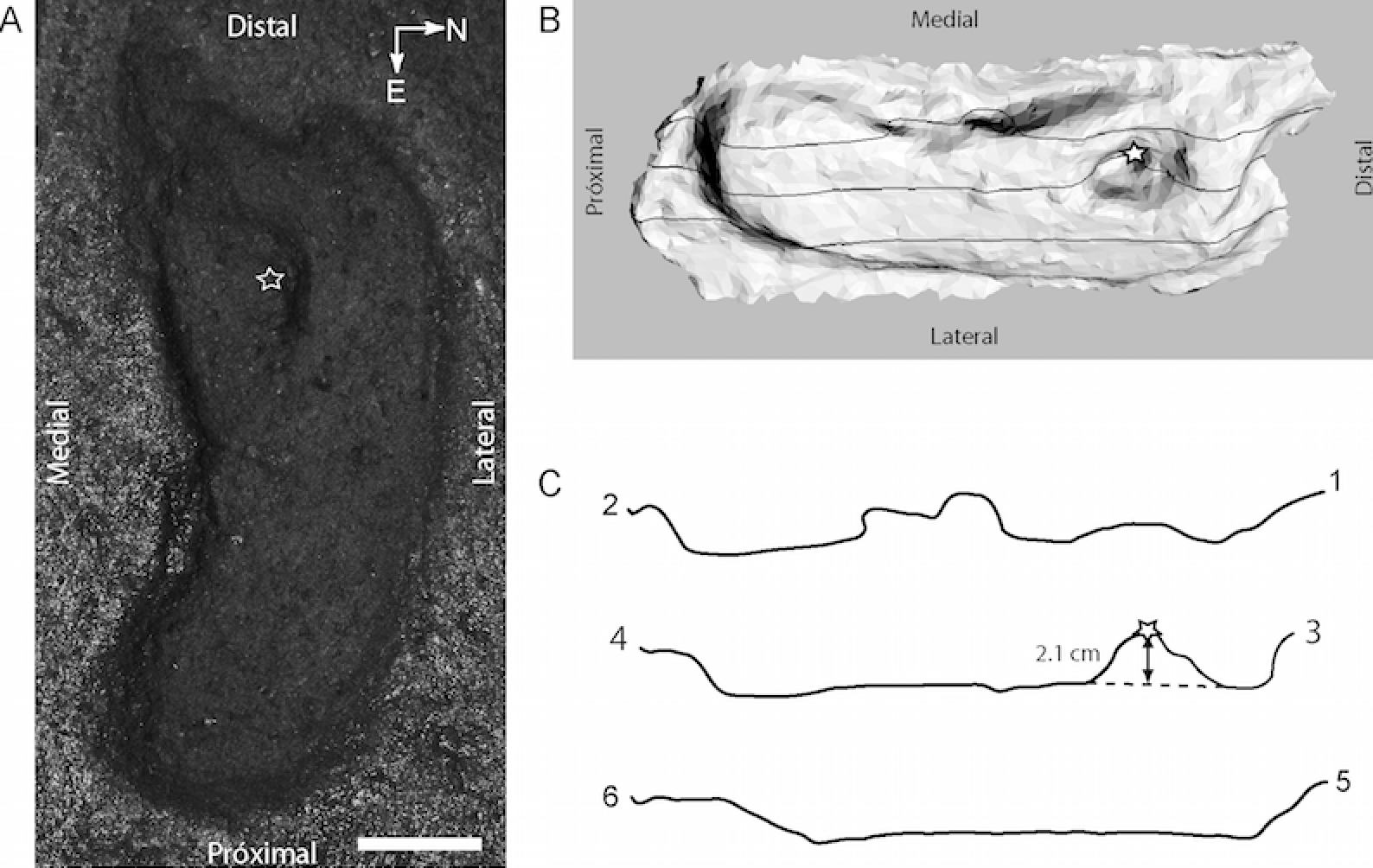 First Americans: 15,600-Year Old South American Footprint Makes History