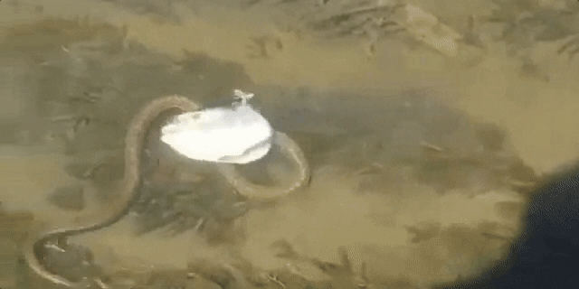 Bizarre Viral Fish-Headed Snake, Explained by Herpetologists