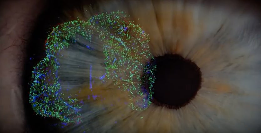 Lab-Grown Human Retinas Reveal Keys to Color Vision