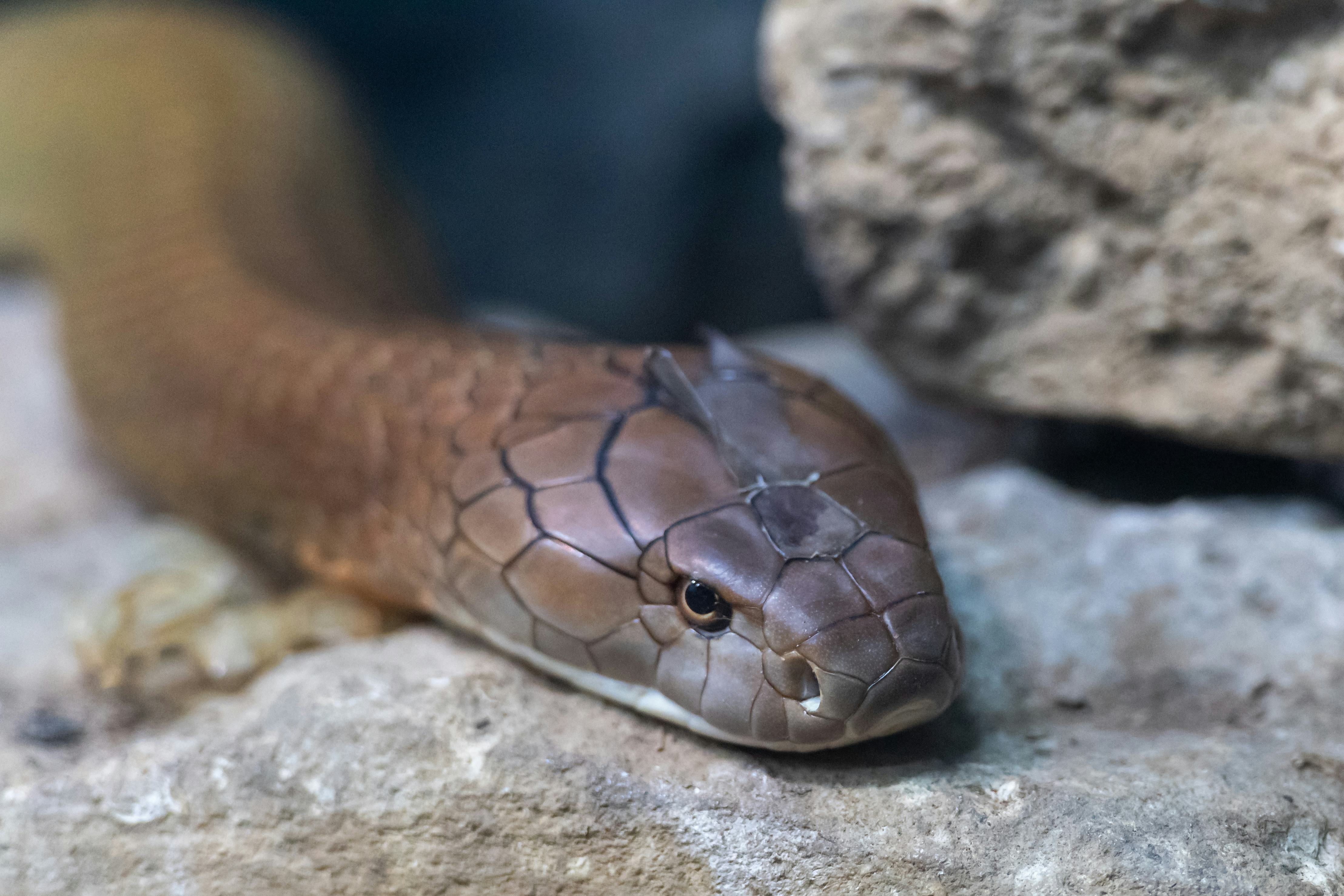 Cobra Cannibalism: Snakes Eat Each Other in Bizarre Study