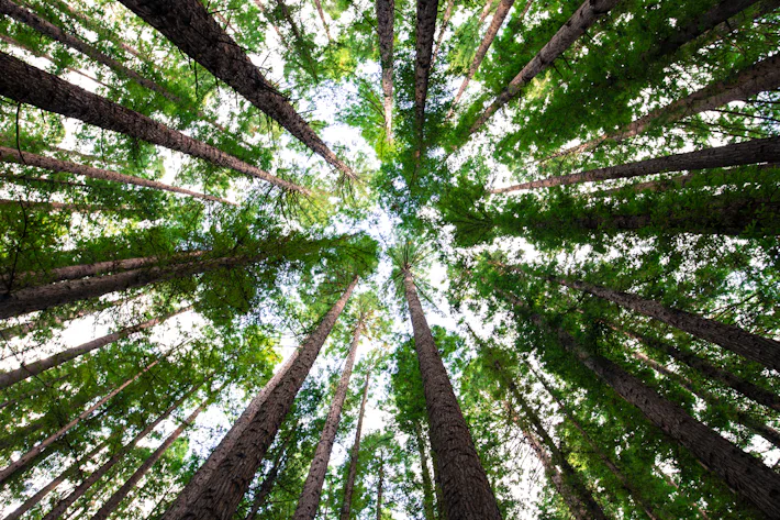 This algae bioreactor can remove as much carbon dioxide as an acre of trees