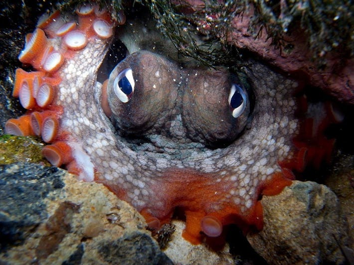 Newly Located 'Octlantis' Reveals 15 Octopuses Behaving Strangely