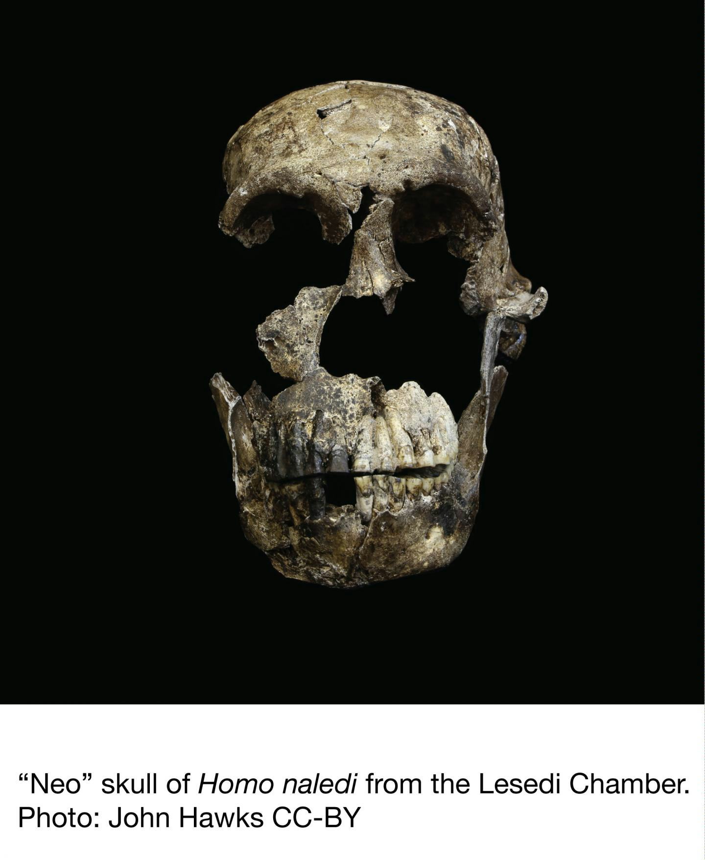 Homo Naledi, an Ancient Hominin, Had Human-Like Features In Its Brain