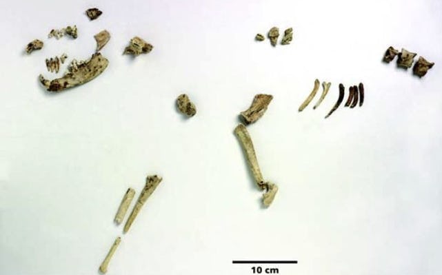 Dog Fossils Reveal Long, Deep Relationship Between Humans and Canines