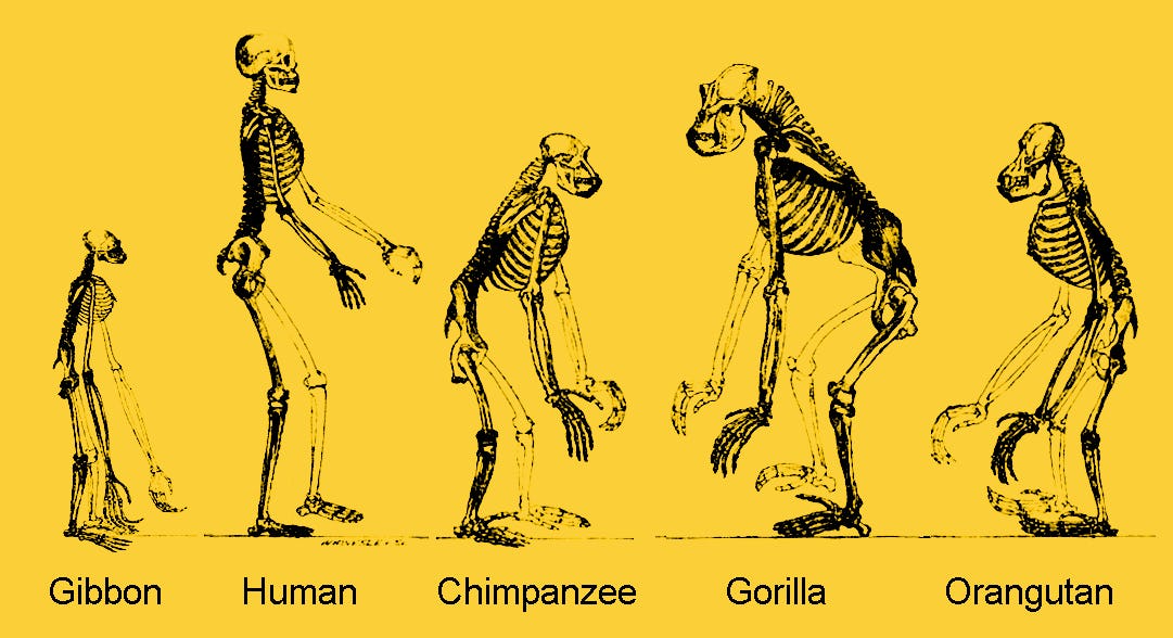 great apes and human evolution