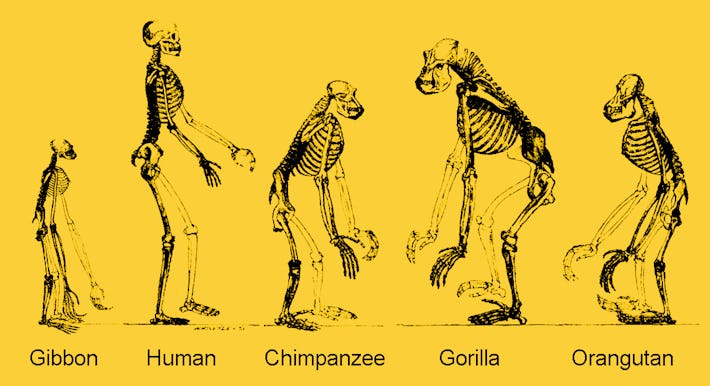 Great Ape DNA Is Providing New Clues About Human Evolution