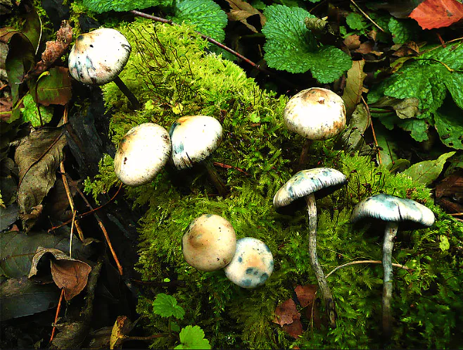 Psilocybin: FDA Grants "Breakthrough Therapy" Status for Magic Mushrooms