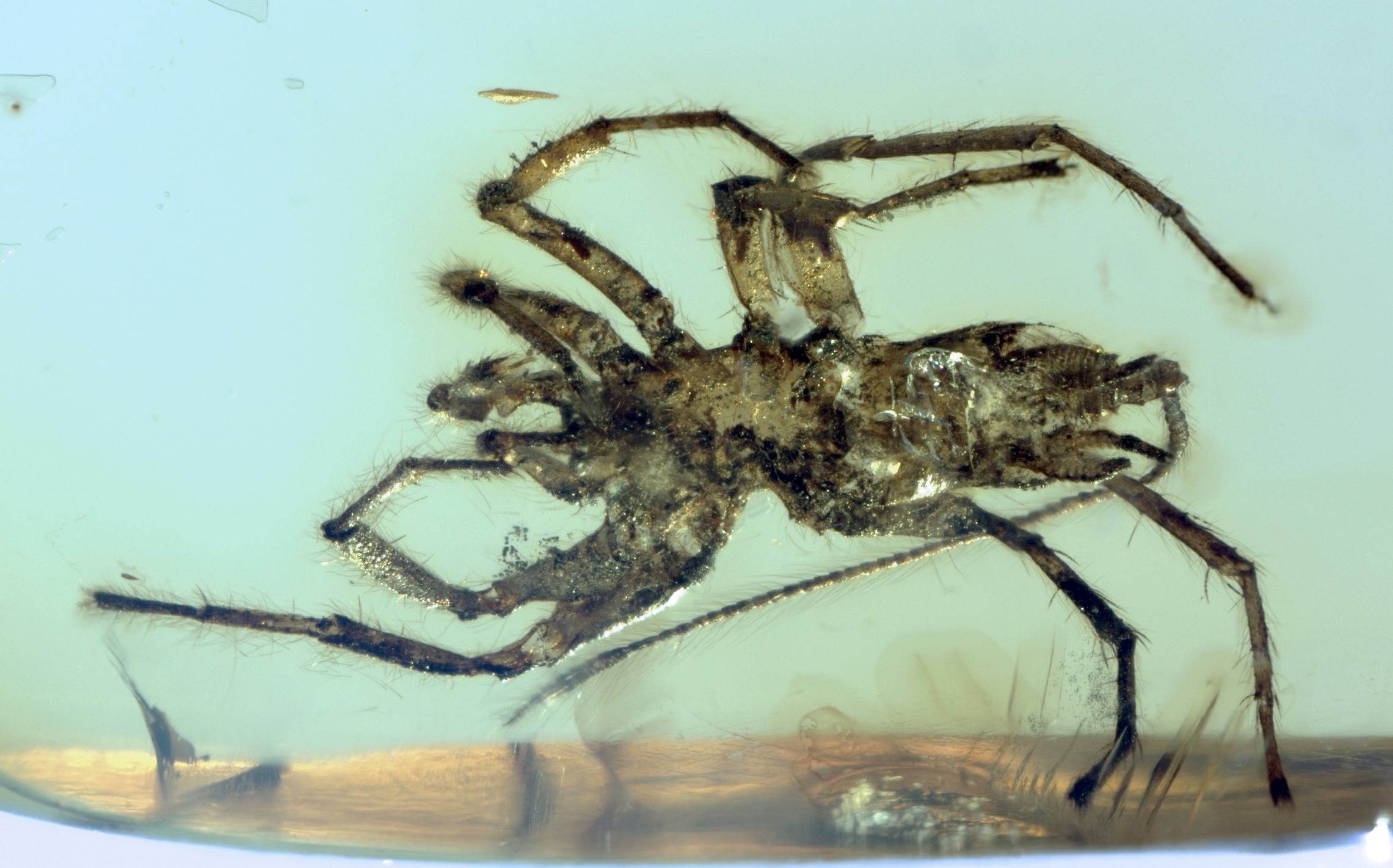 Dinosaur-Age Fossils Resemble Fanged Spiders With Scorpion Tails
