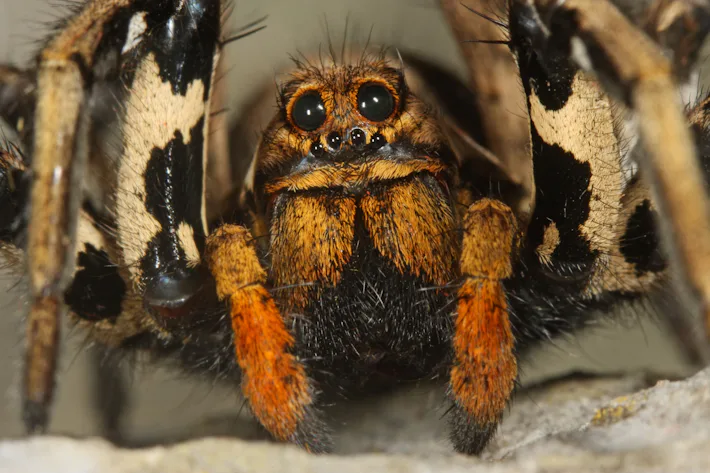 Arachnophobes, Spiders Aren't Out to Get You. Here's Why.