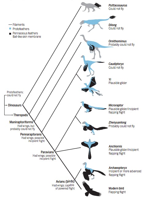 How Birds Evolved From Dinosaurs and Learned How to Fly