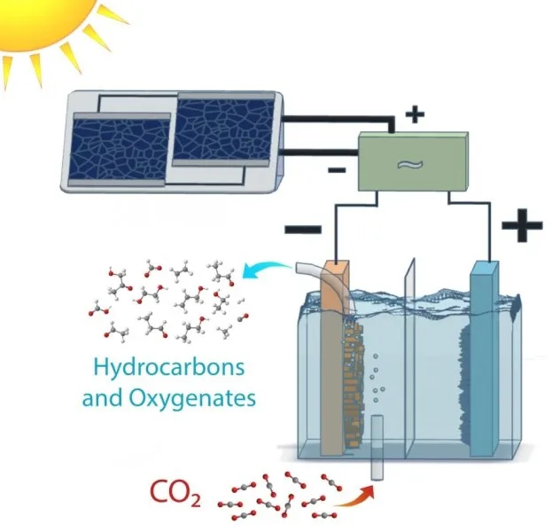 Scientists Borrow Plants' Solar Energy Secrets to Fight Climate Change