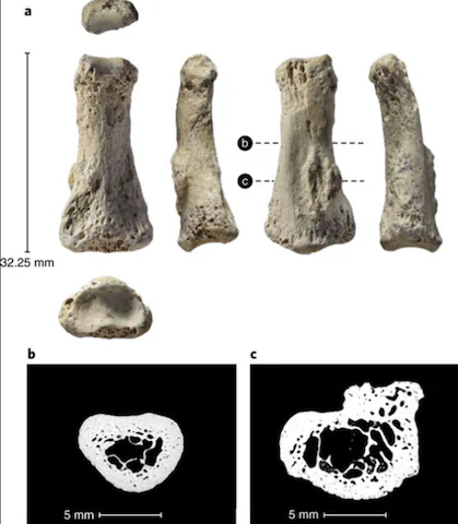 Ancient Finger Bone Discovery in Saudi Arabia Changes Human Migration Story