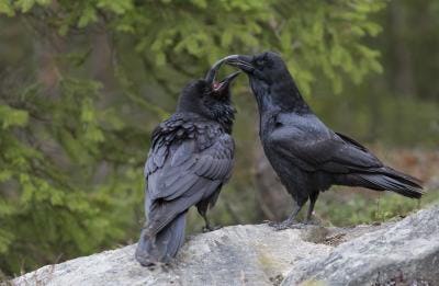 Two Known Raven Species Collapse Into One in 'Speciation Reversal'