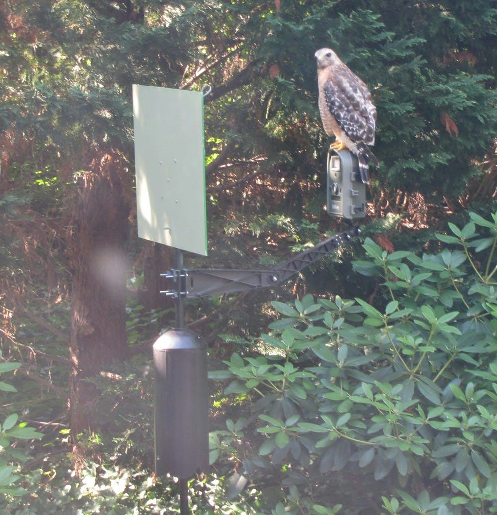 What Happens When Facial Recognition Is Used on Birds? Science Explains