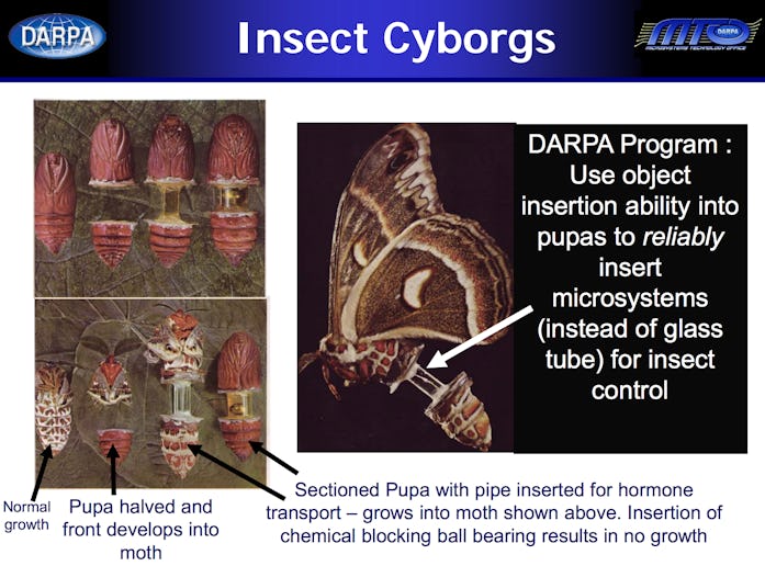 The Odd History of DARPA's Cyborg Insect Sentinels The Odd History of DARPA's Cyborg Insect Sentinels