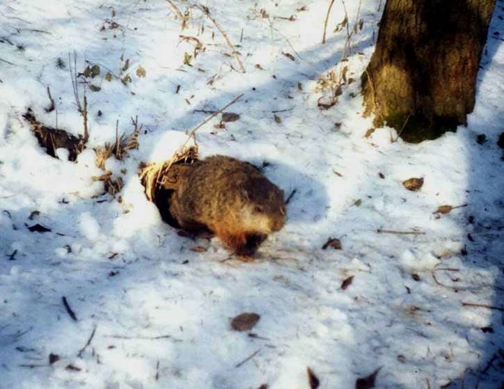 Groundhog Day Biology Reveals the Real Reason Woodchucks Emerge in February
