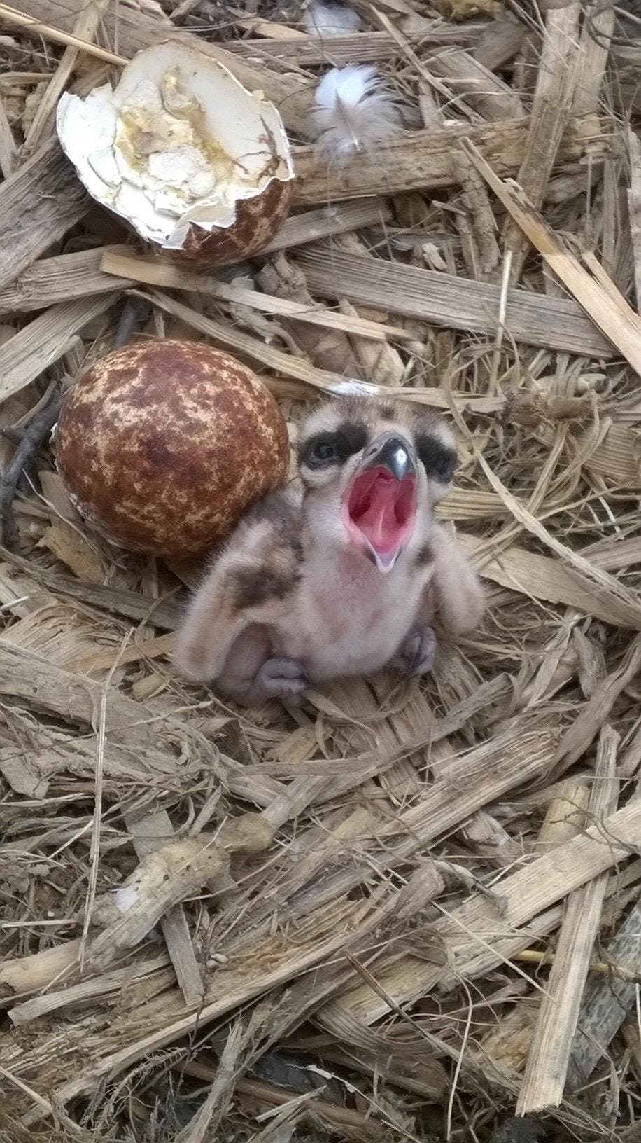 ddt eggshell thinning