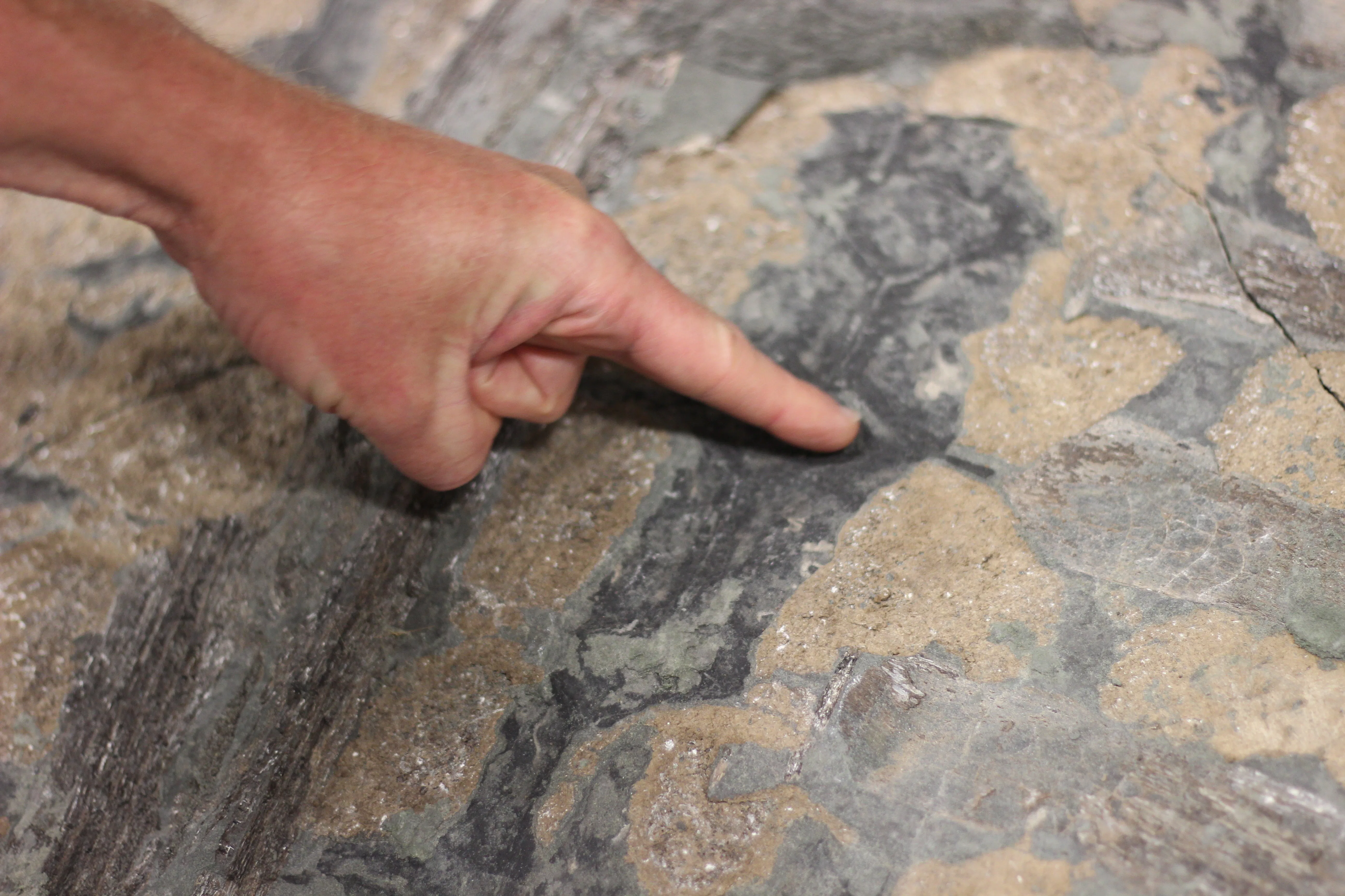 How Alberta's Famous Nodosaur Became So Exquisitely Preserved