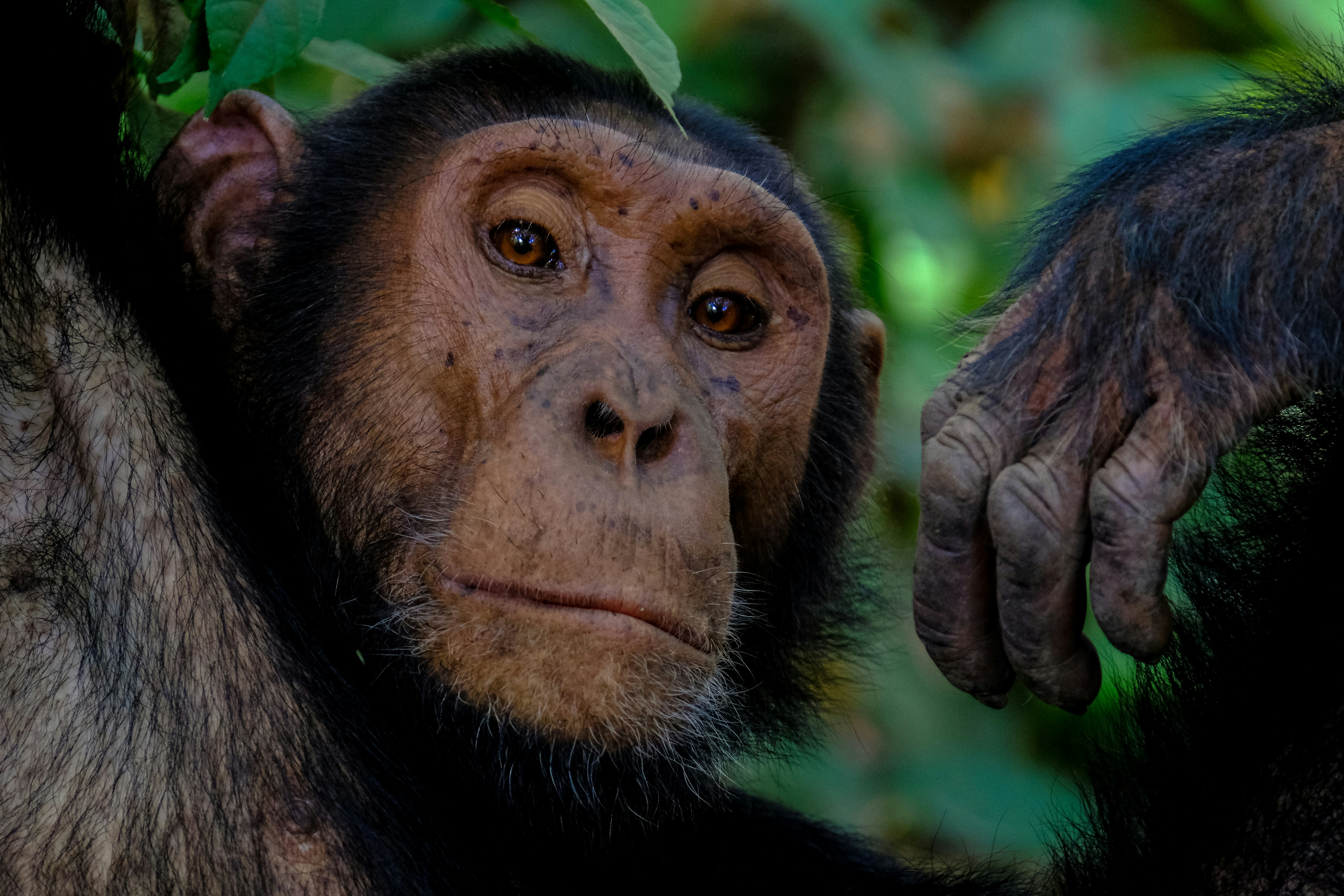 Chimpanzee Gestures Follow the Same Linguistic Laws as Human Speech