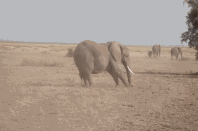 What You Need to Know About Elephant Tranquilizers, AKA Carfentanil