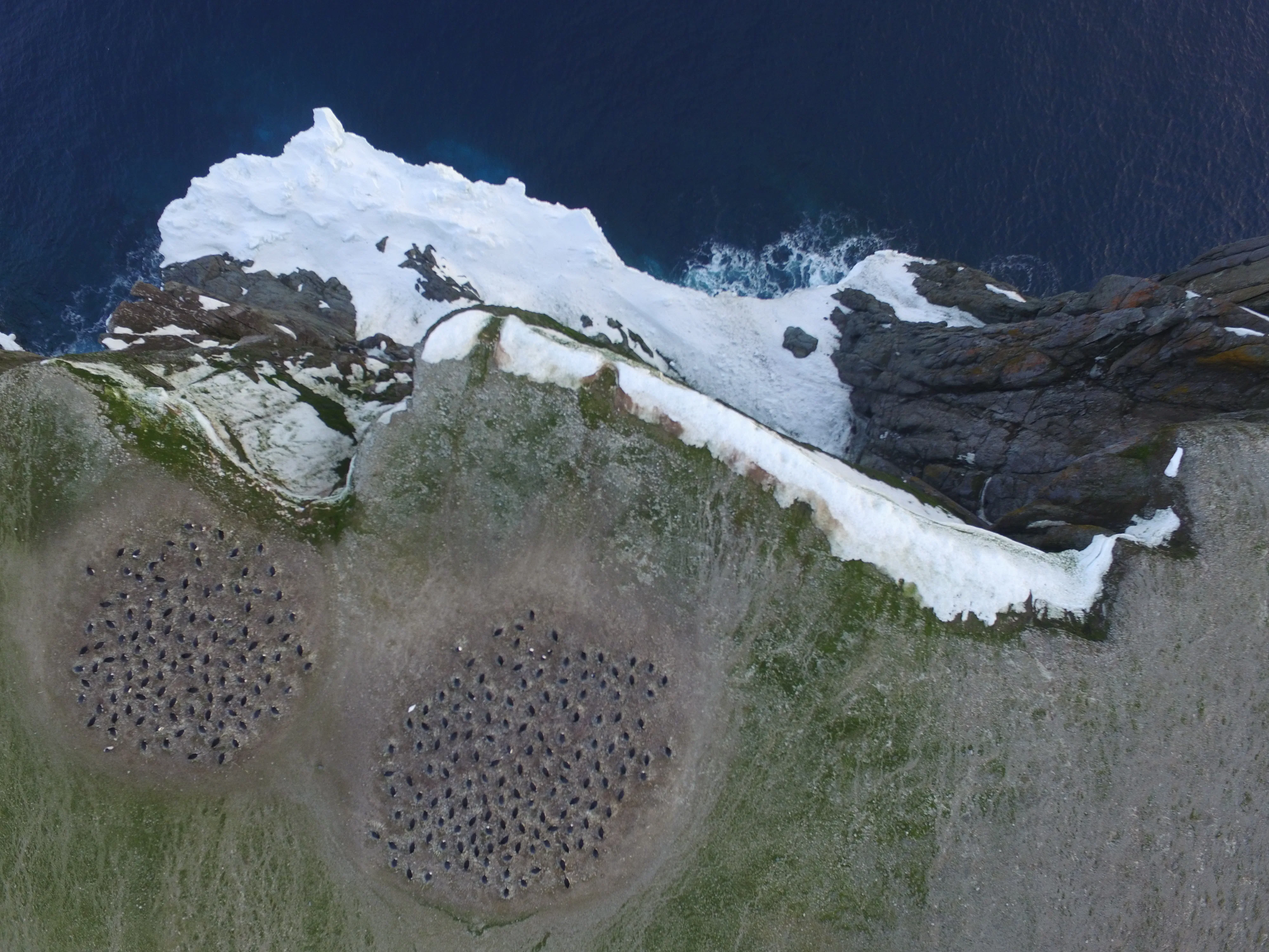 Penguin Mega-colony: How Scientists Used Space Tech to Find Group