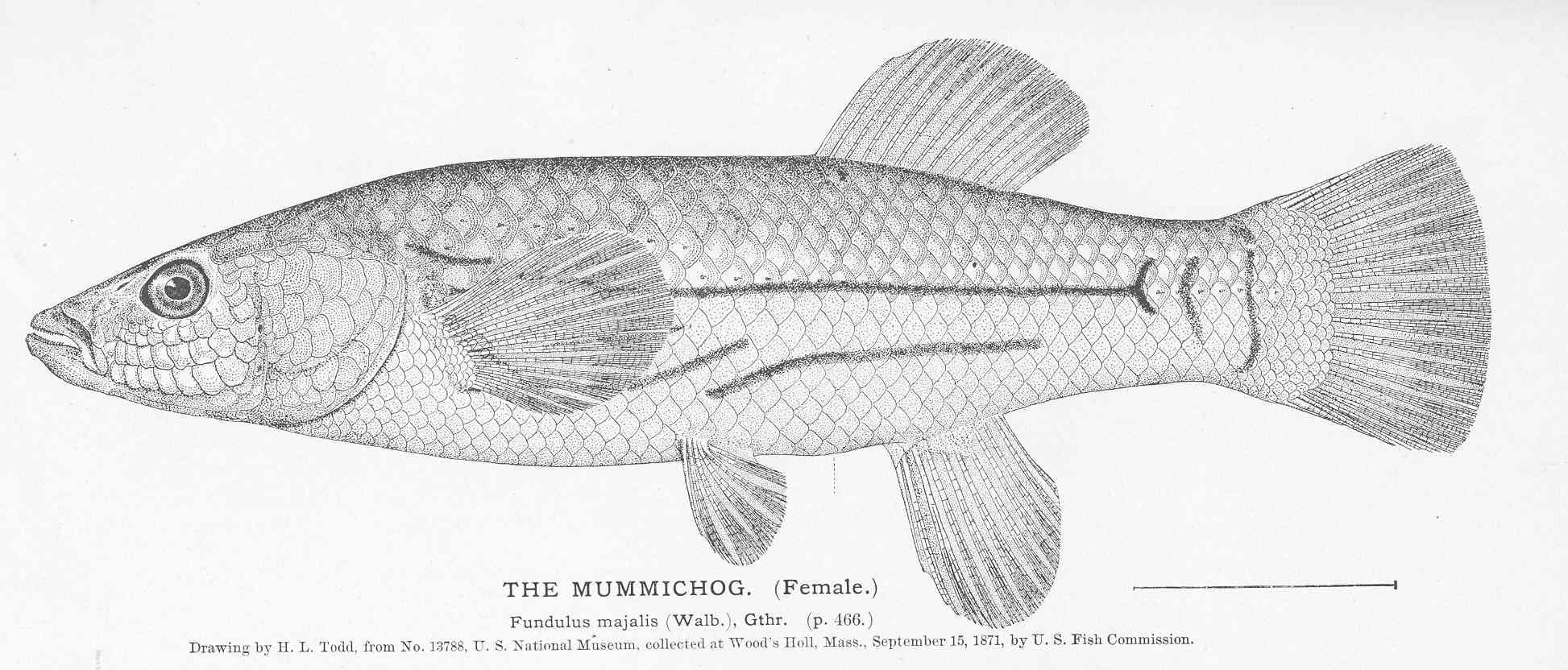 What Is the Mummichog? The Most Famous Fish You've Never Heard Of