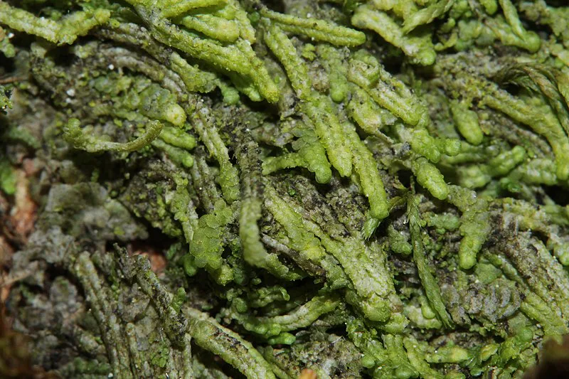 Liverwort: Tasmania Plant Produces Compounds Similar to Marijuana's THC