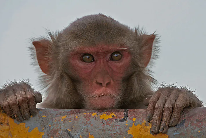 Monkey Communication Unexpectedly Points to Origins of Human Speech