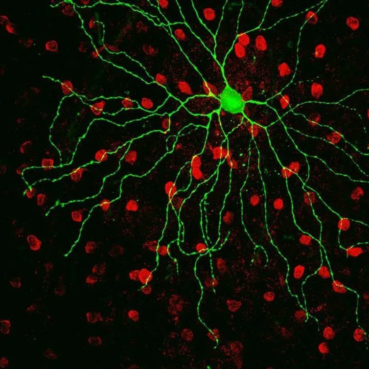 What Do You See Without Eyes? Scientists Show What You Can 'See'