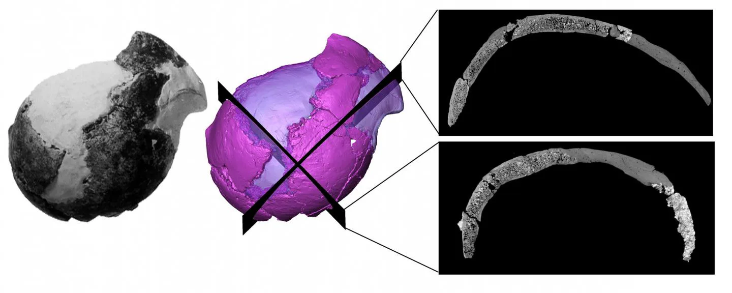 South Africa's 4-Million-Year-Old Skull Reveals New Human Evolution Clues