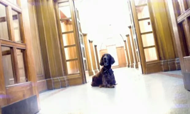 'Sherlock' Season 4's Dog Picture Could Hint at New Plotlines