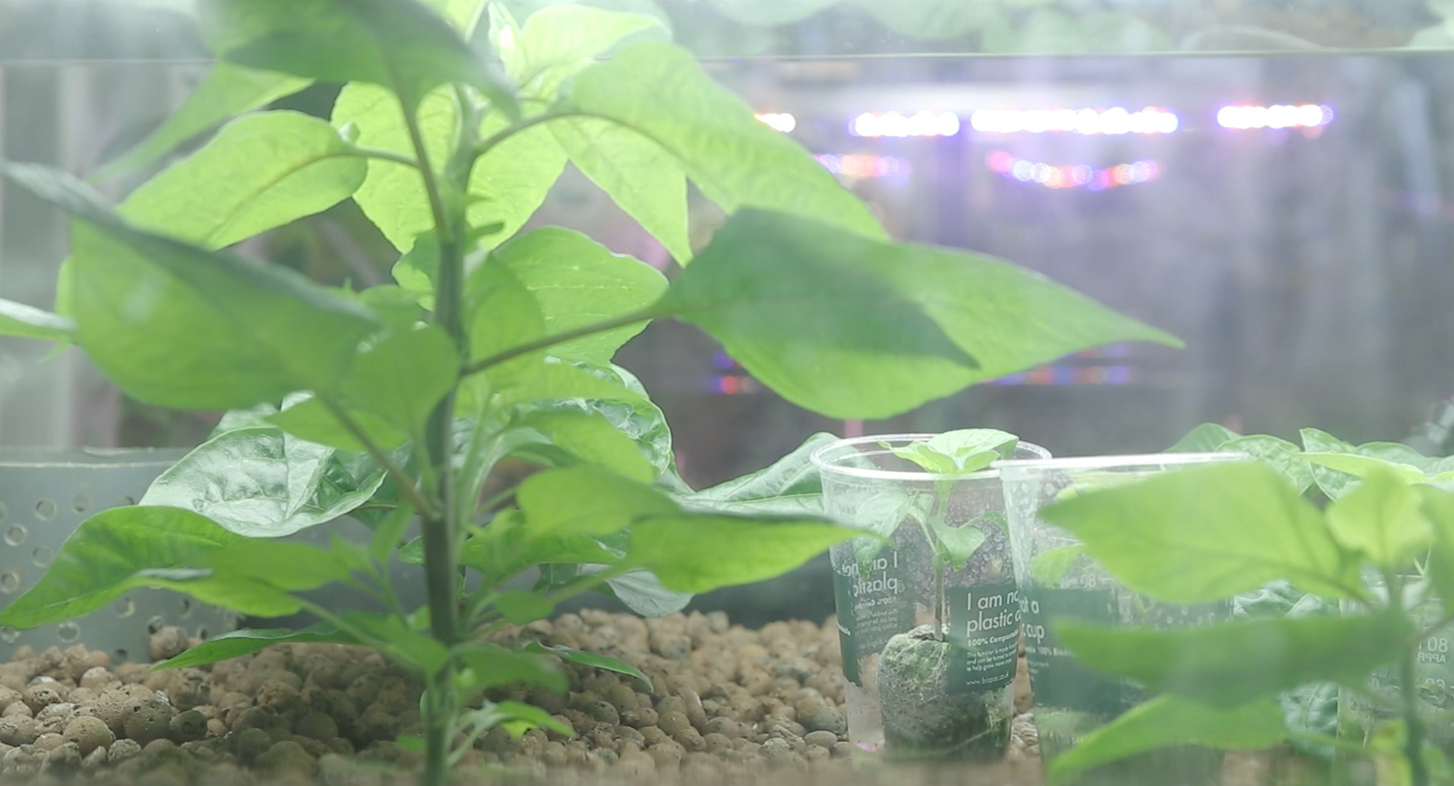 How London's Green Lab Is Using Technology to Help Feed the Planet