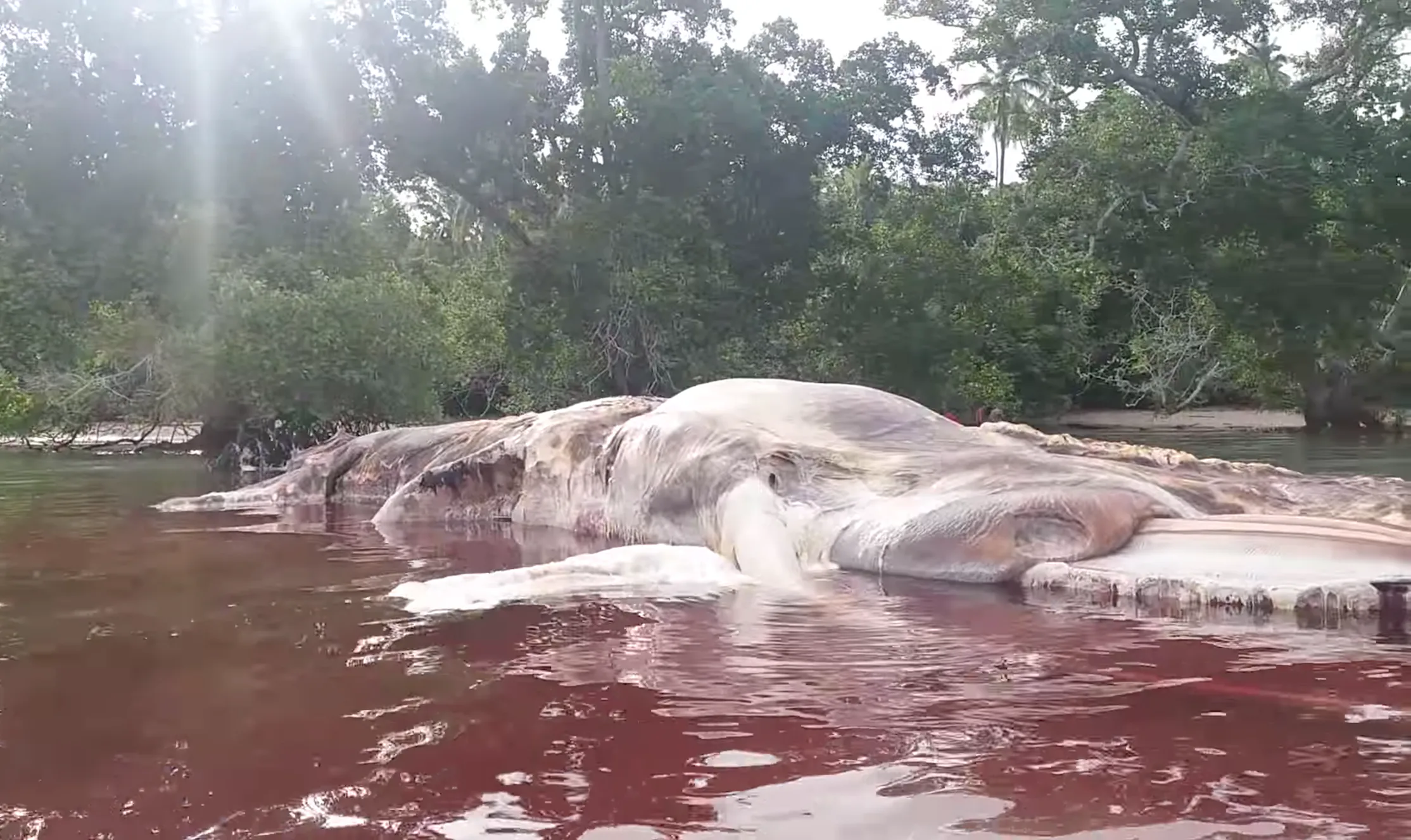 Indonesia Sea Monster Has Been Identified (It's Not a Giant Squid)