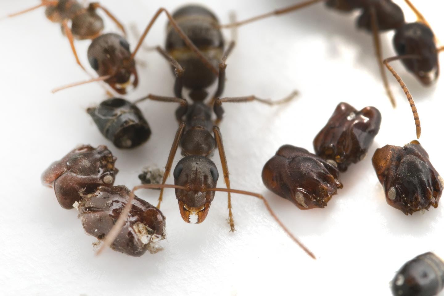 Video Shows Ants Engaging in a Truly Savage Ritual That's No Accident