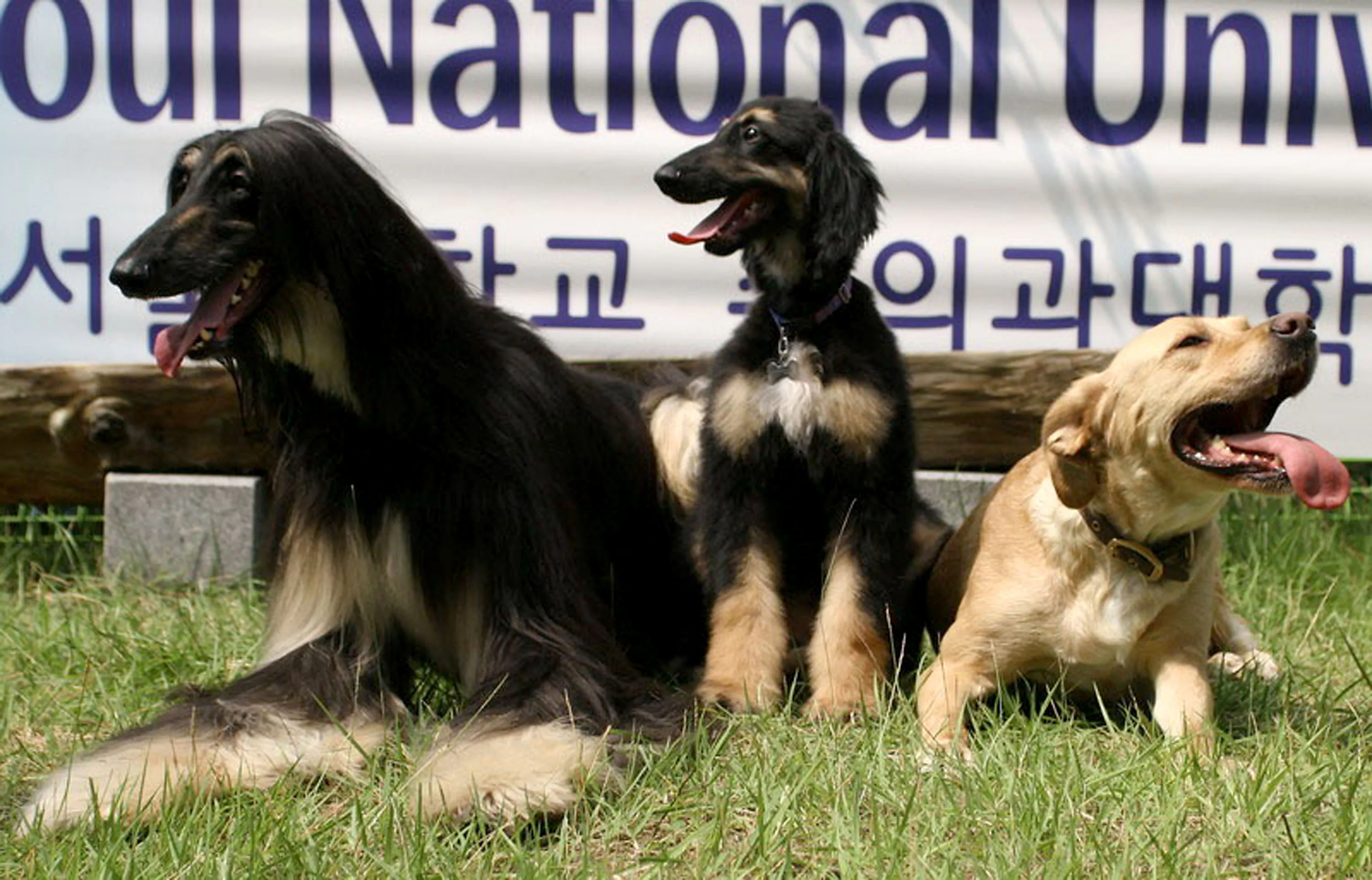 Scientists Make More Clones of Snuppy, the First Cloned Dog