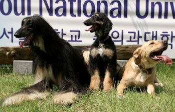 Scientists Make More Clones of Snuppy, the First Cloned Dog