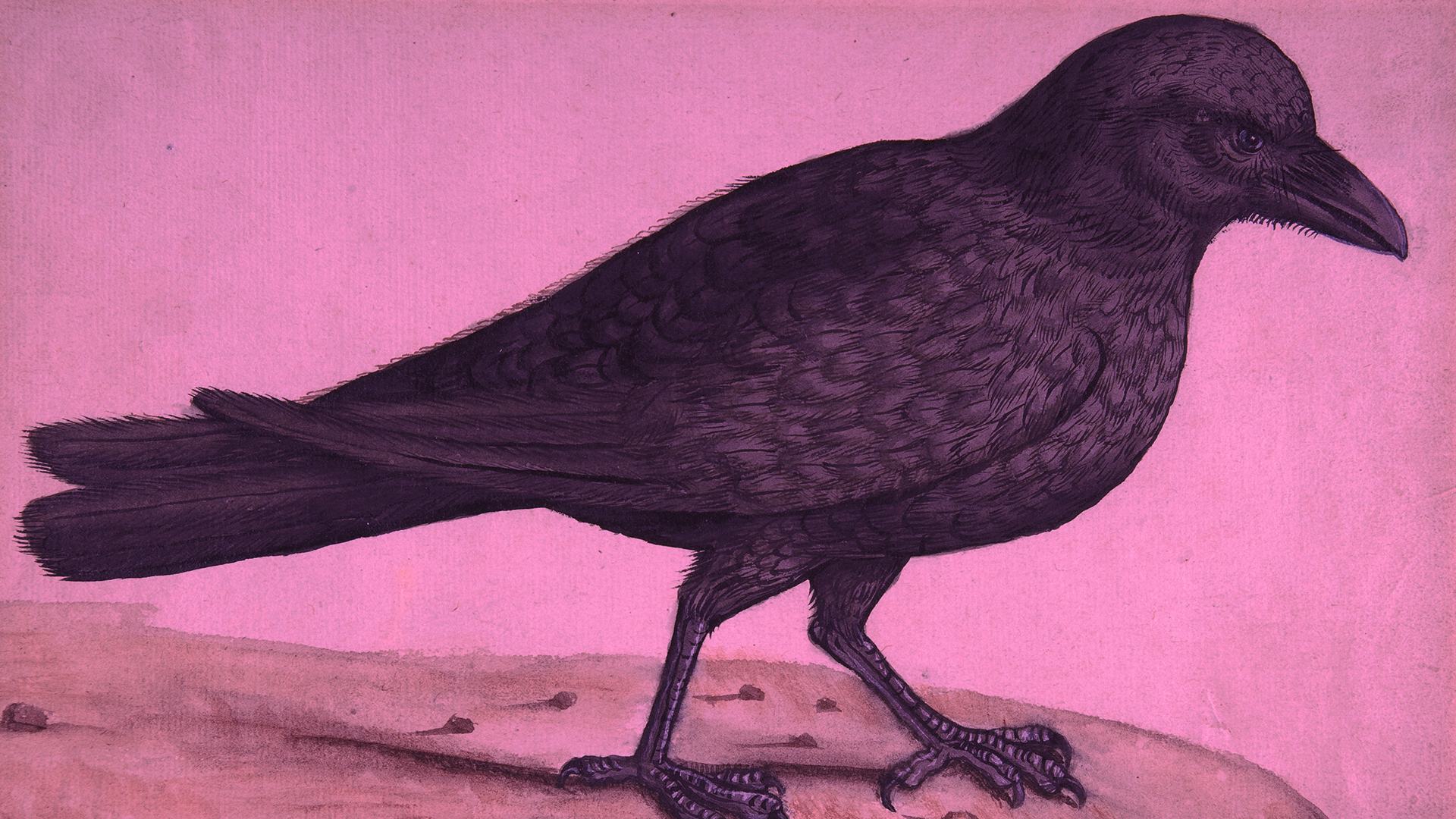 Crows Don't Even Need Instructions to Build Tools Anymore