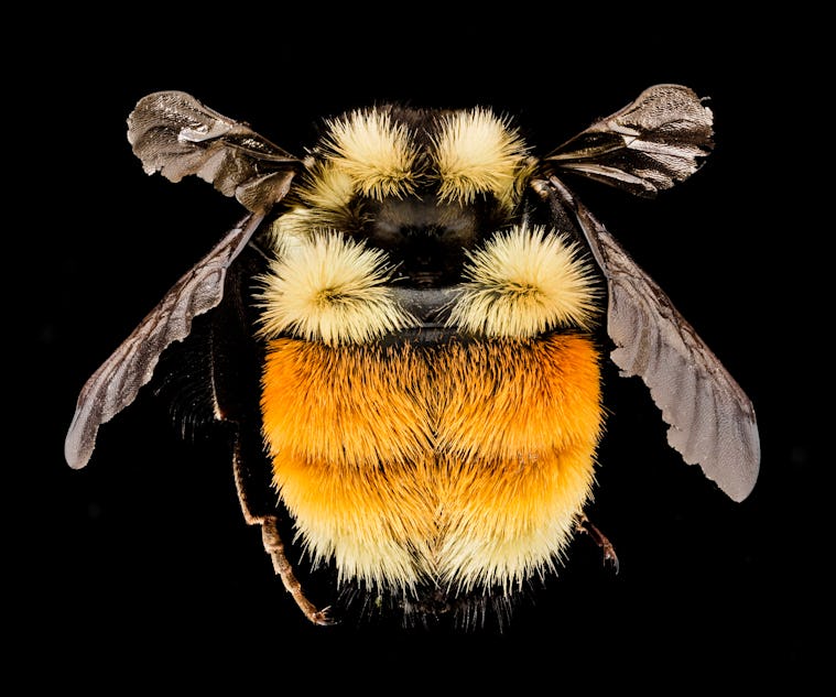 Here Are the Most Beautiful Macro Pictures of Bees You've Ever Seen