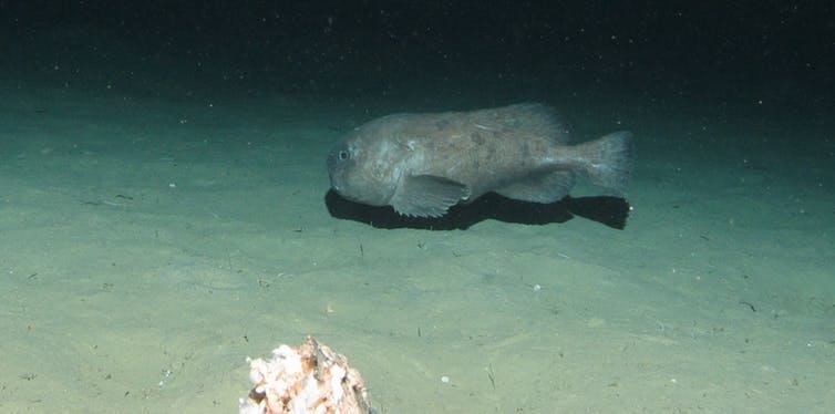 What Is the Snailfish? Scientists Discover New Species in Atacama Trench