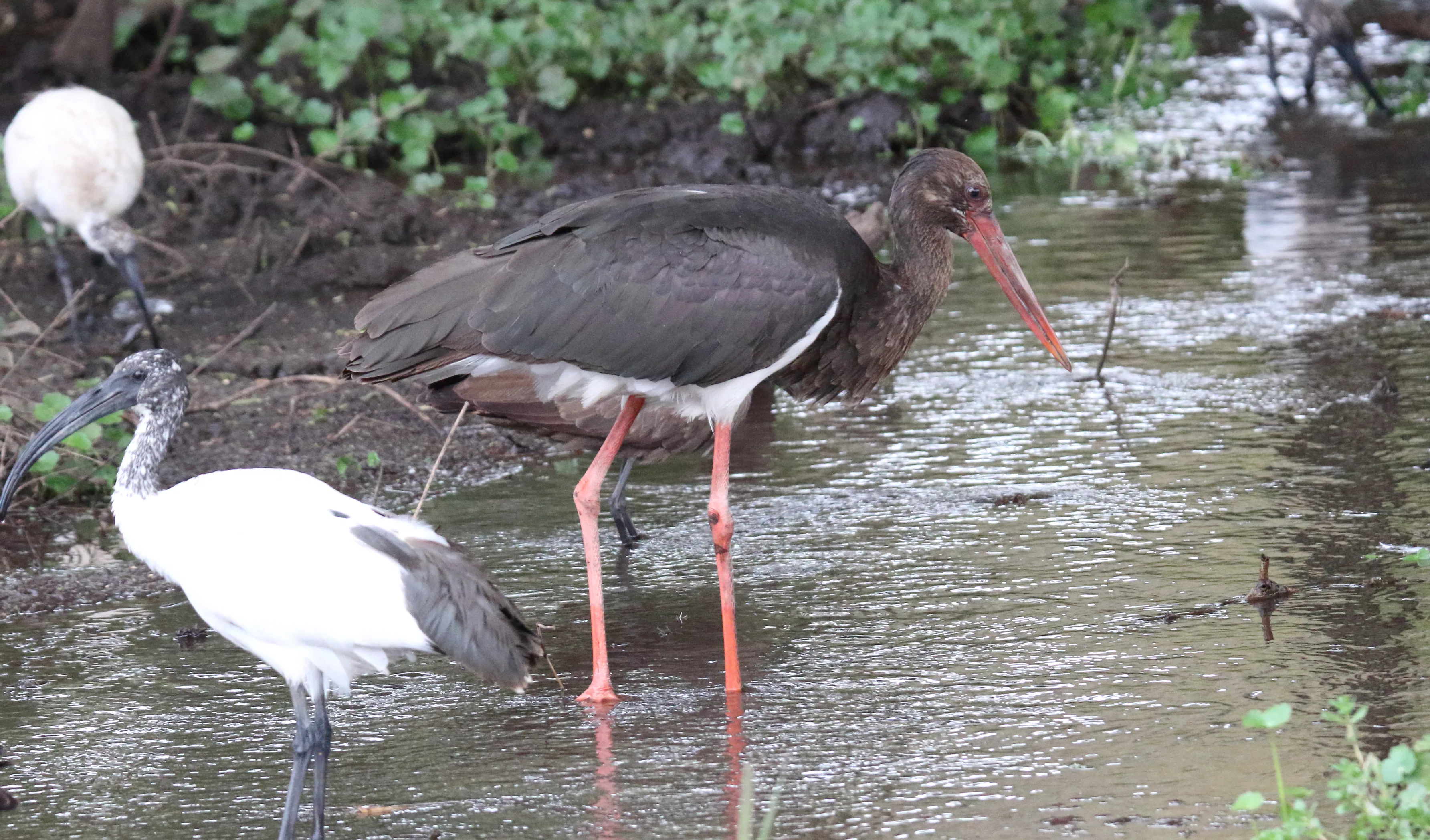Black Storks: Lonely Bird Population Declines Because Mates Are Scarce