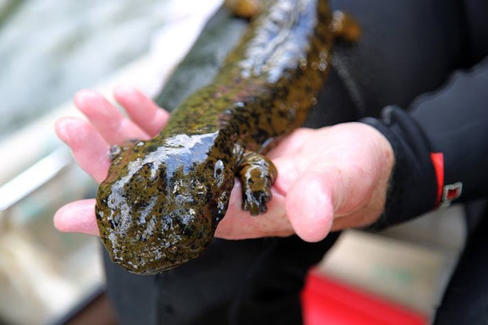 These Photos Prove the Hellbender Salamander Is the World's Greatest Animal