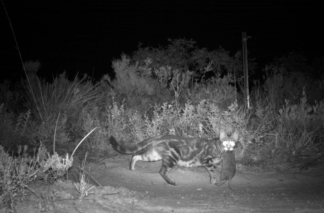 Feral Cats: How Australia's Poison Sausages Kill Cats but Not Other Species