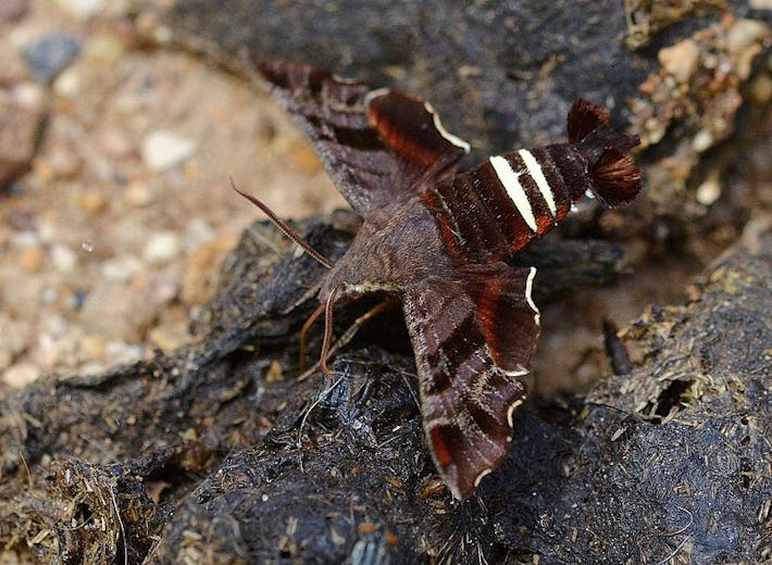 What Sound Does a Caterpillar Make? Scientists Just Found Out