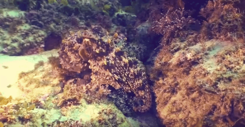 Newly Located 'Octlantis' Reveals 15 Octopuses Behaving Strangely