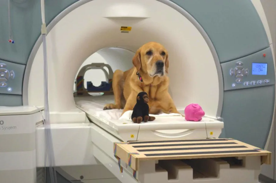 Do Dogs Really Understand Language? Brain Scans Reveal Unexpected Response