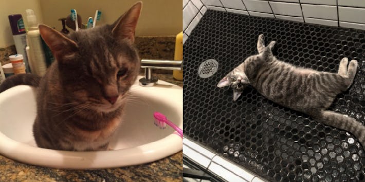 Why Do Cats Follow You to the Bathroom? We Asked Scientists