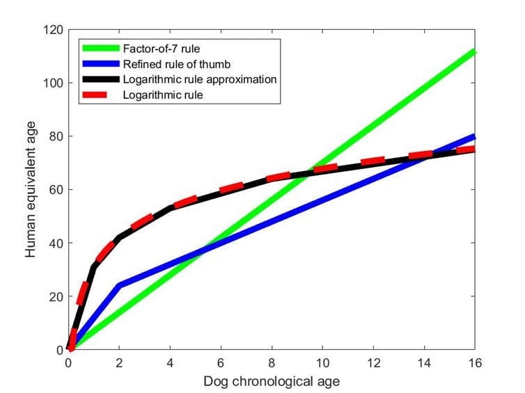 Are "dog years" for real? How to calculate a good boy's true age