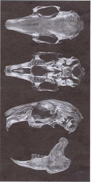 Lost species day: These three rare species could still be out there